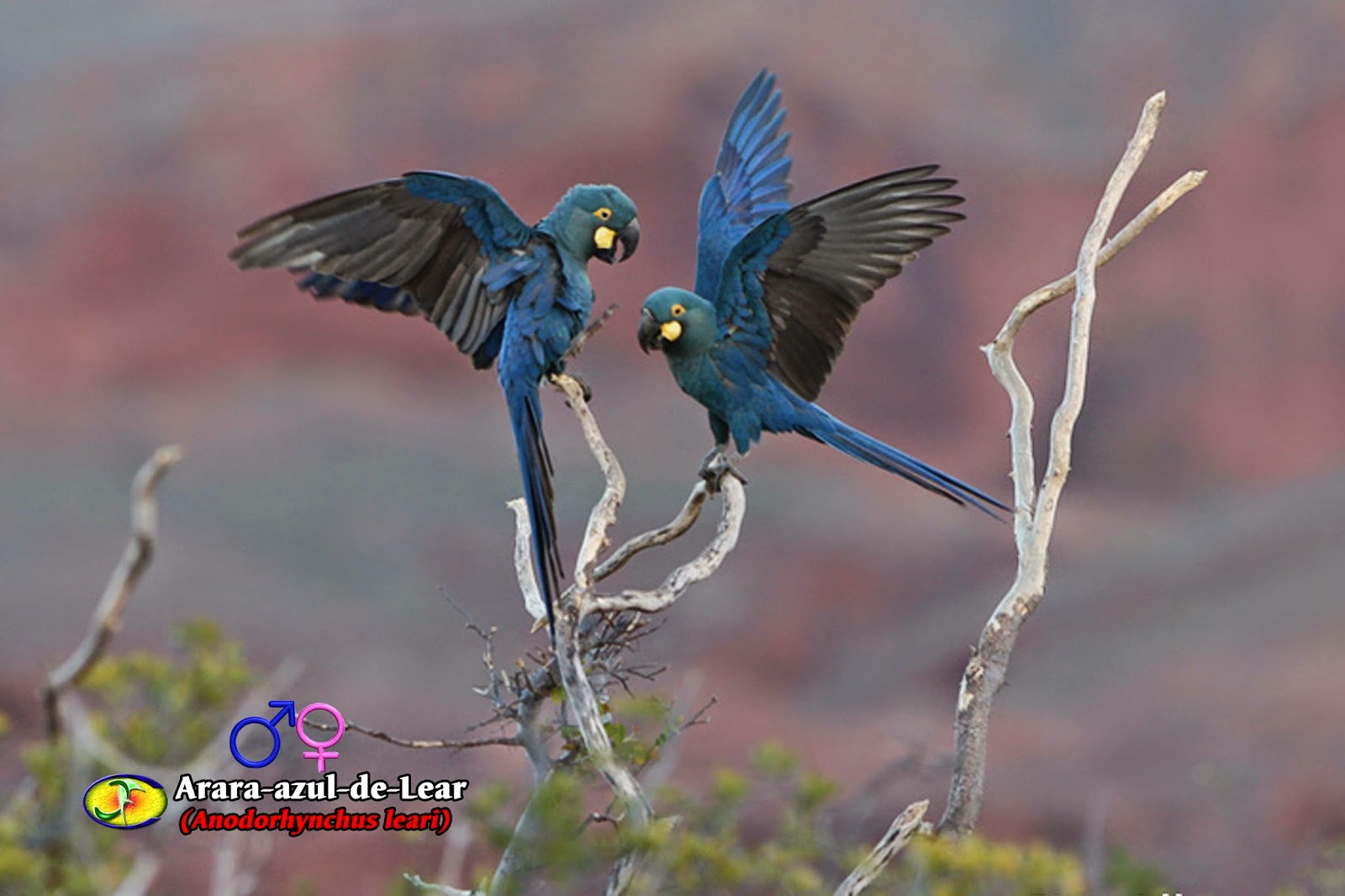 Zoologia: Arara-azul-de-Lear (Anodorhynchus leari)